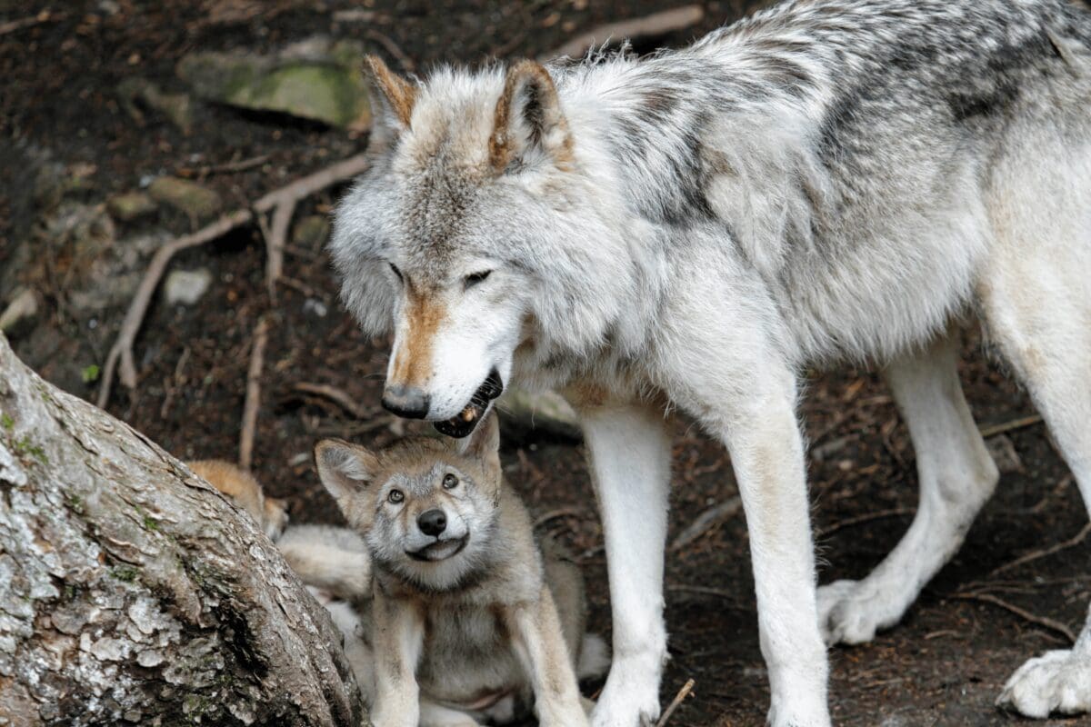 The International Wolf Center - Famous Fido Rescue