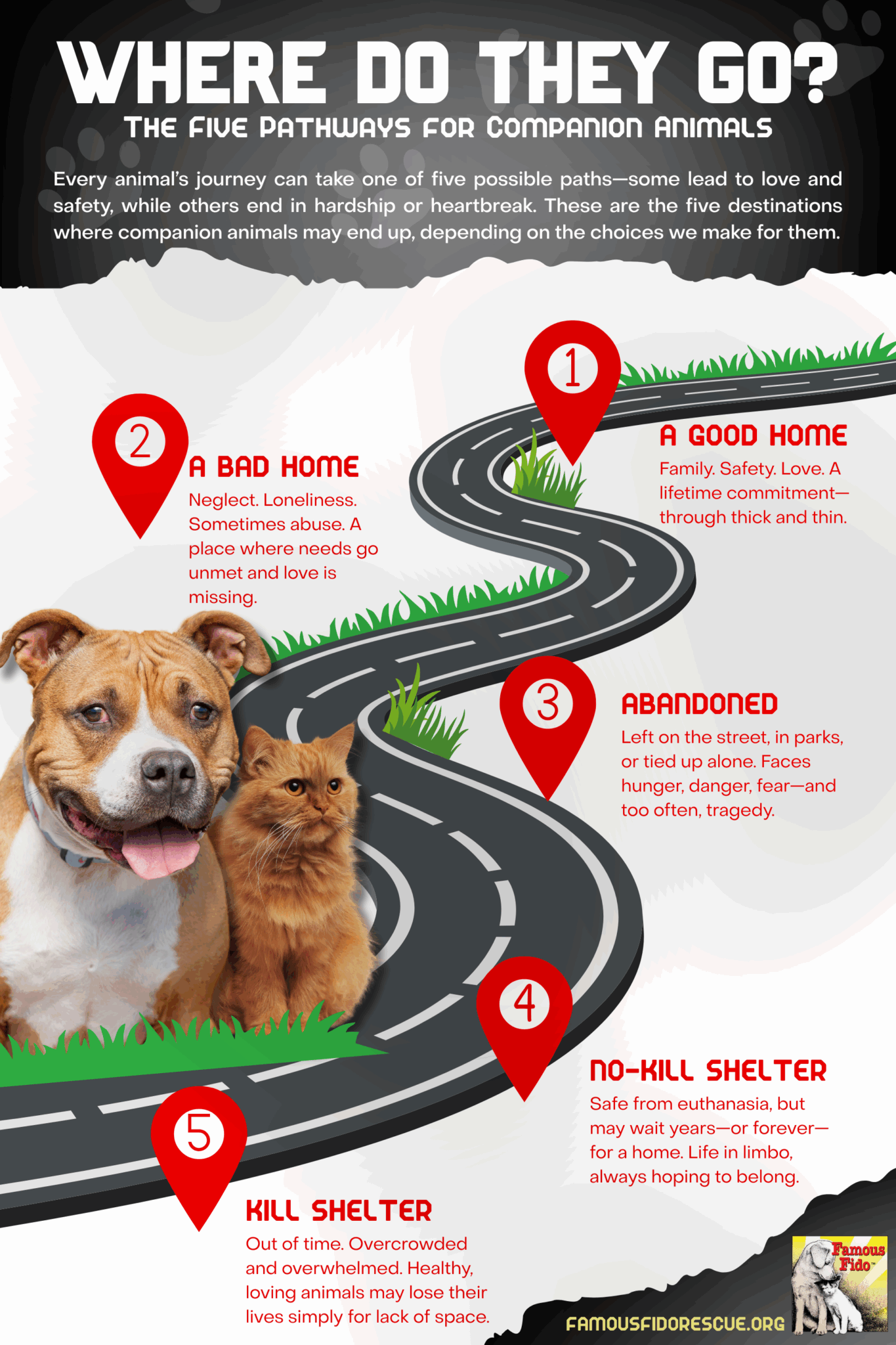 Where Do They Go? The Five Paths for Our Companion Animals – Famous ...