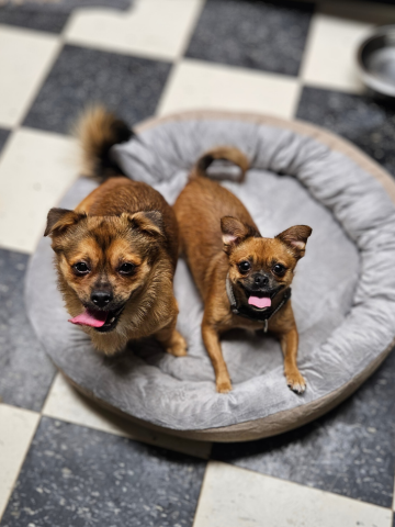 Rusty & Ruthie (bonded) - Famous Fido Rescue