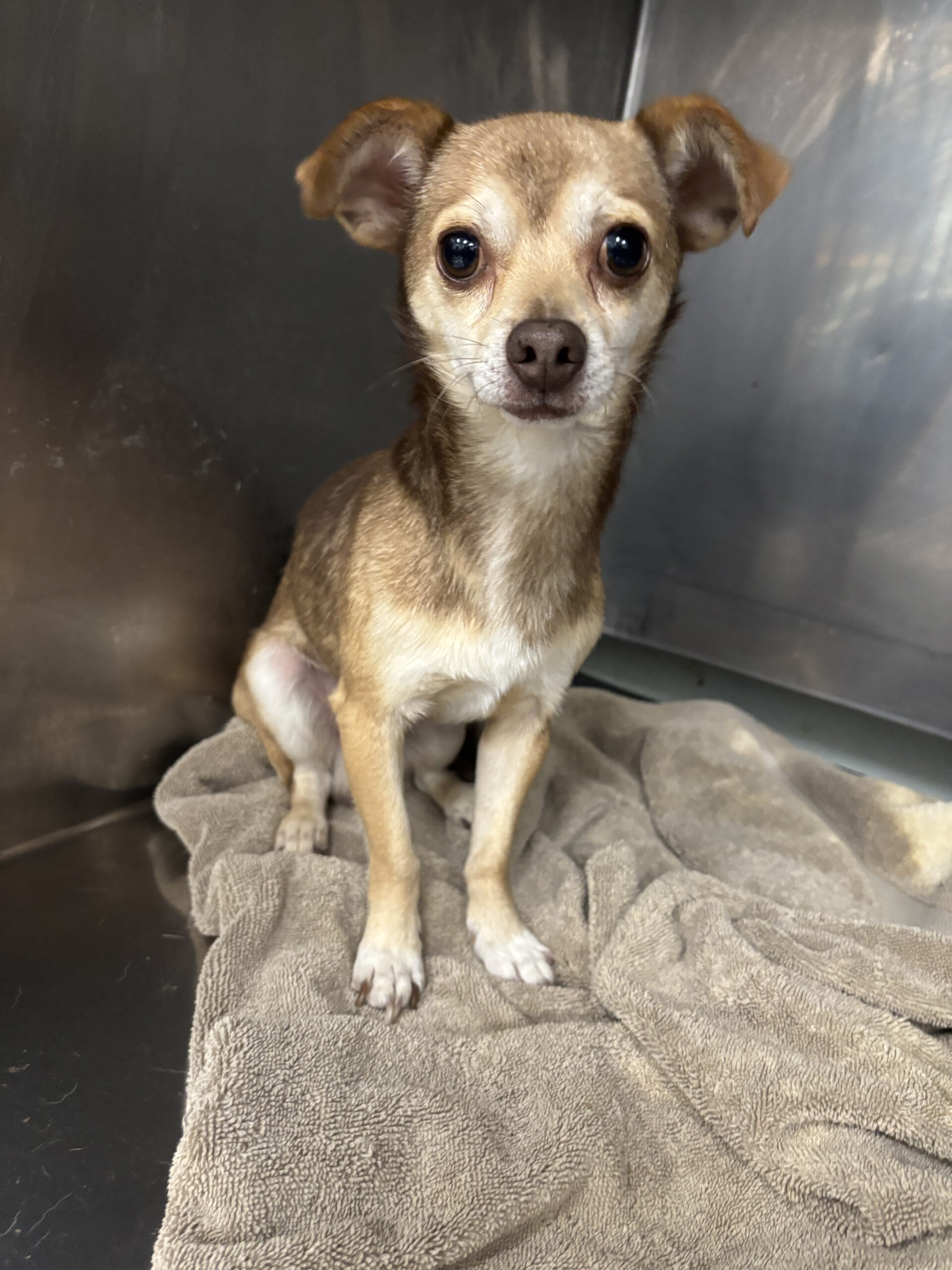 Adopt a Cat or Dog - Famous Fido Rescue